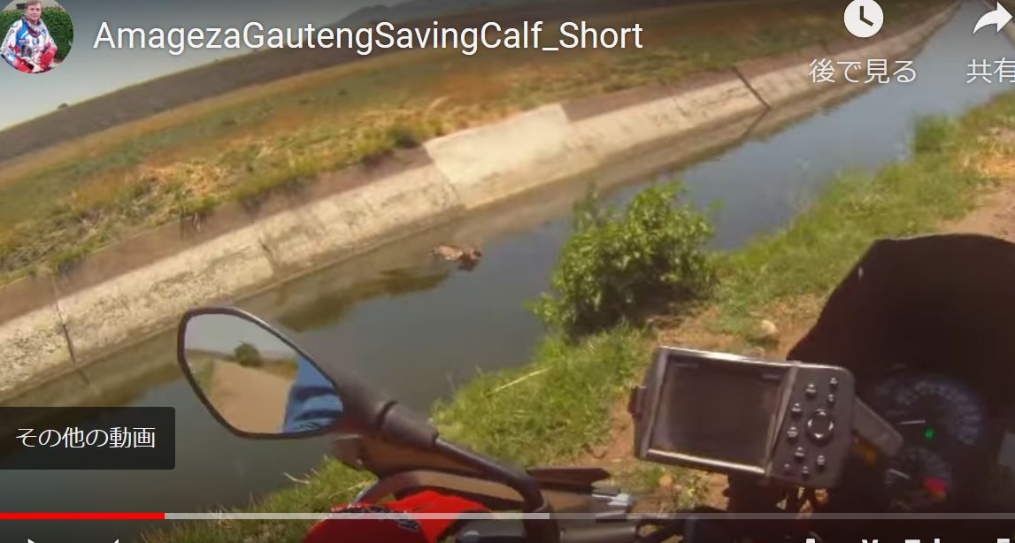 【よく見つけ、よく救いました】川に落ちた子牛を救助 | ゆるゆる倶楽部 まとめde Goo！