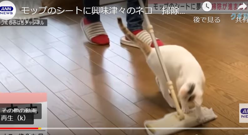 【モップのシートに興味津々のネコ 掃除が・・・】 | ゆるゆる倶楽部 まとめde Goo！