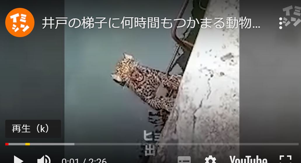 【井戸の梯子に何時間もつかまる動物。そして救出するアイデアがひらめく】 | ゆるゆる倶楽部 まとめde Goo！